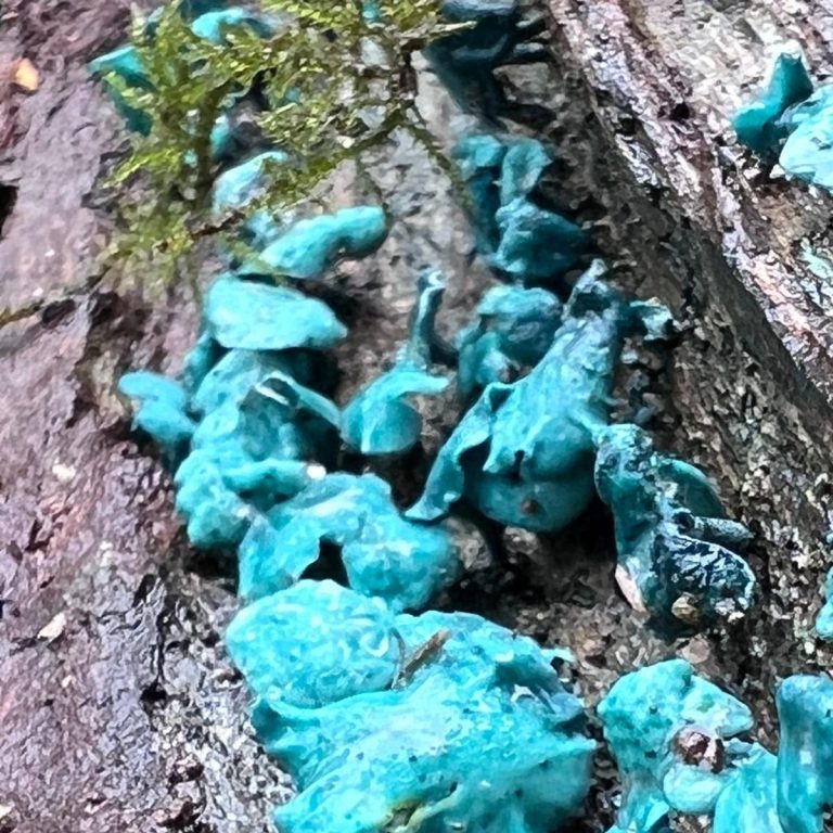 Nature’s Underground Social Network: The Remarkable World of Mycelium ...