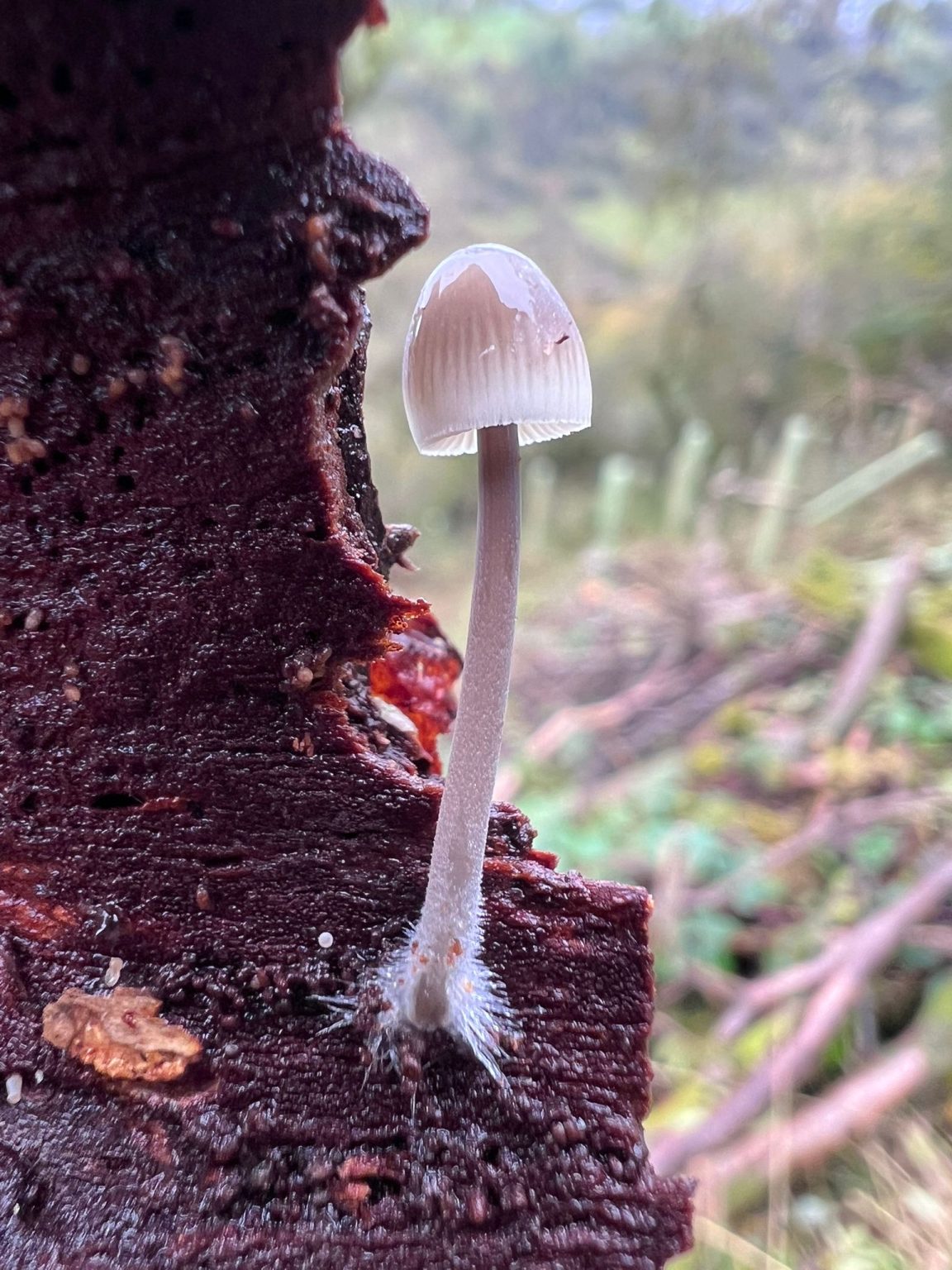 Nature’s Underground Social Network: The Remarkable World of Mycelium ...
