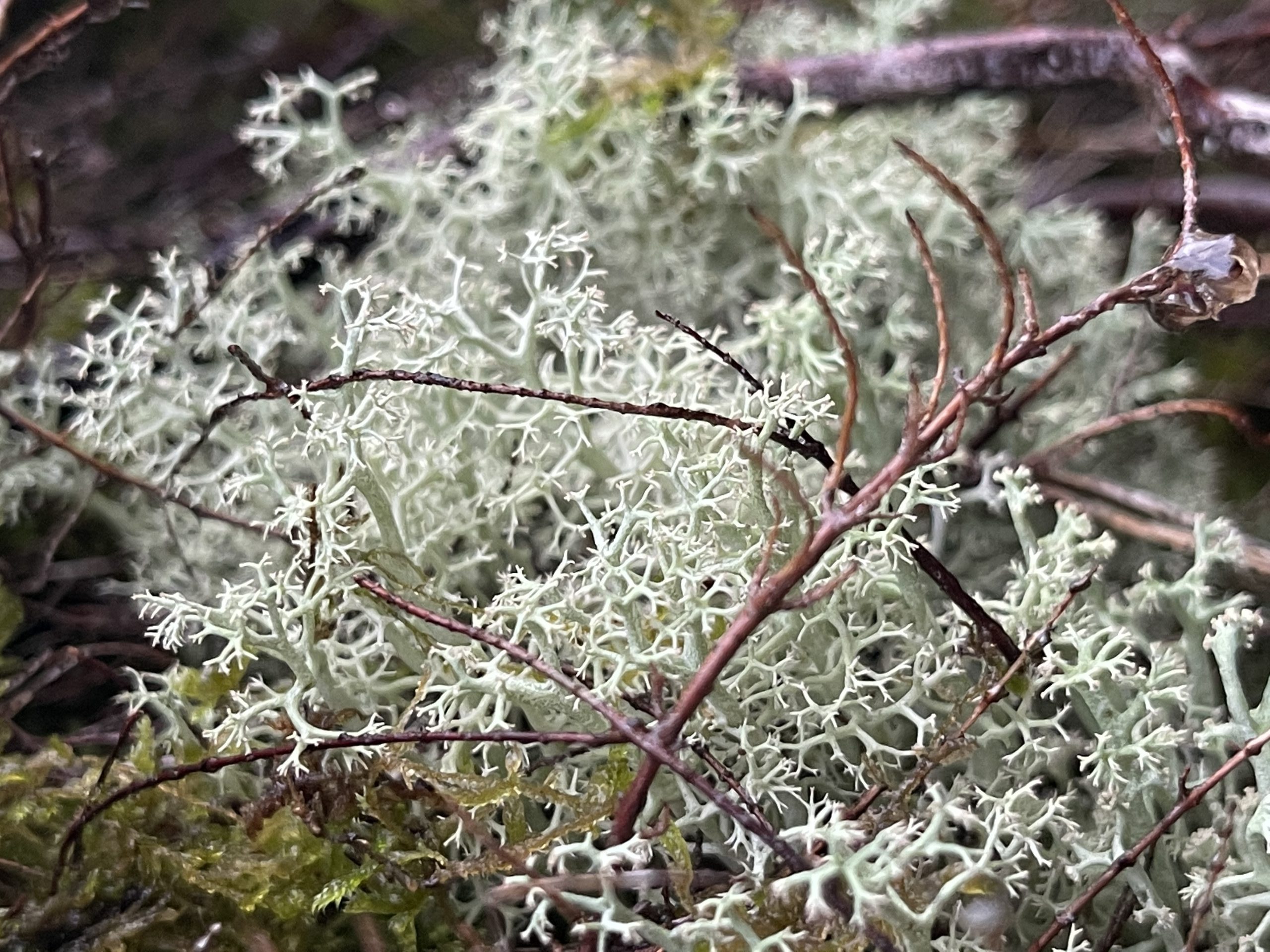 The Hidden World of Lichens: Nature’s Remarkable Partnerships - Life in ...